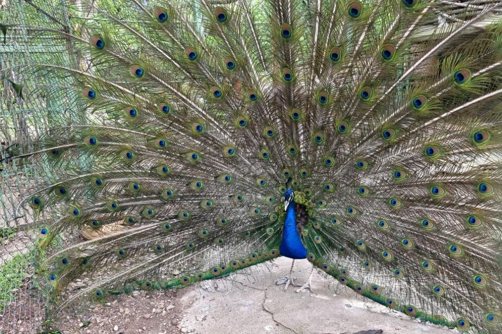 Нови животни радват посетителите на зоологическата градина в Ловеч ...