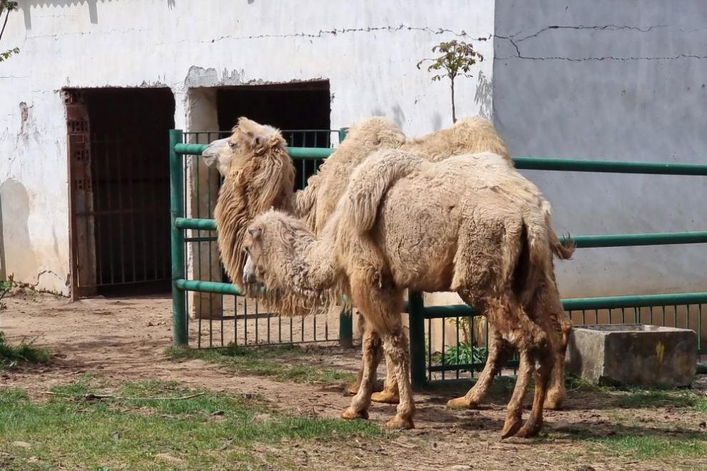 Нови животни радват посетителите на зоологическата градина в Ловеч ...