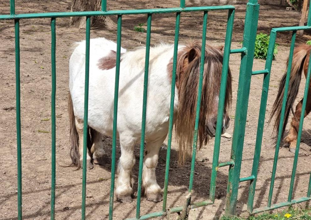 Нови животни радват посетителите на зоологическата градина в Ловеч ...