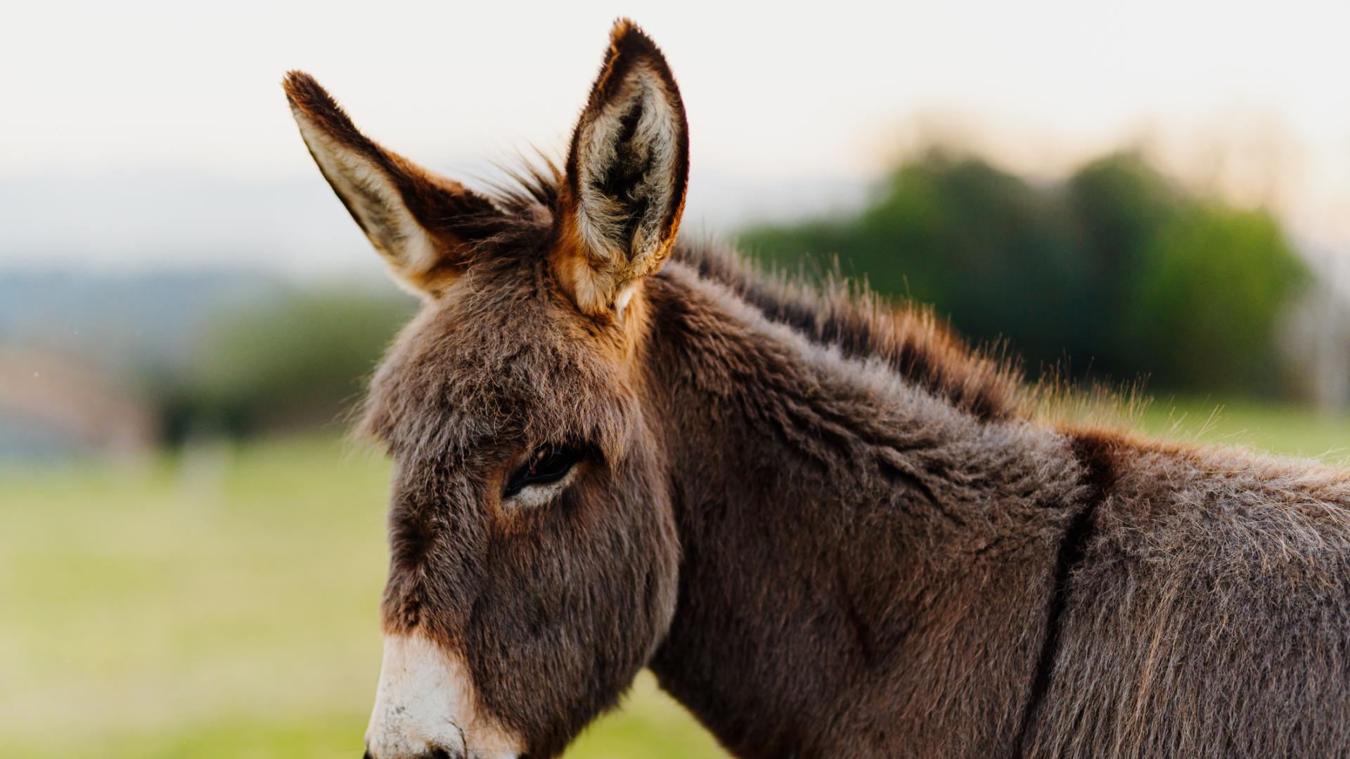 НА ВНИМАНИЕТО НА БАБХ! Натъпкаха магаре в багажник (СНИМКИ) - Крими ...