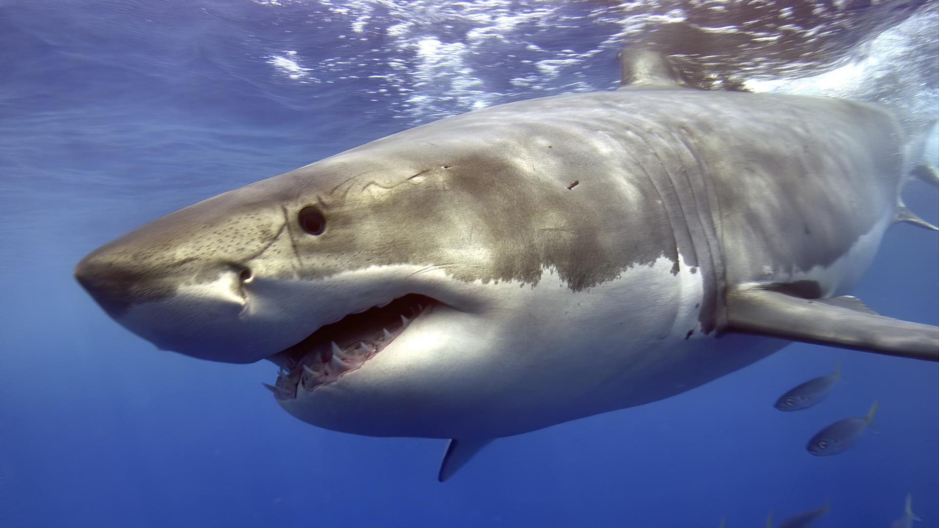 БАЛКАНИТЕ В ПАНИКА: Големи бели акули нападат моретата ни! (СНИМКИ ...
