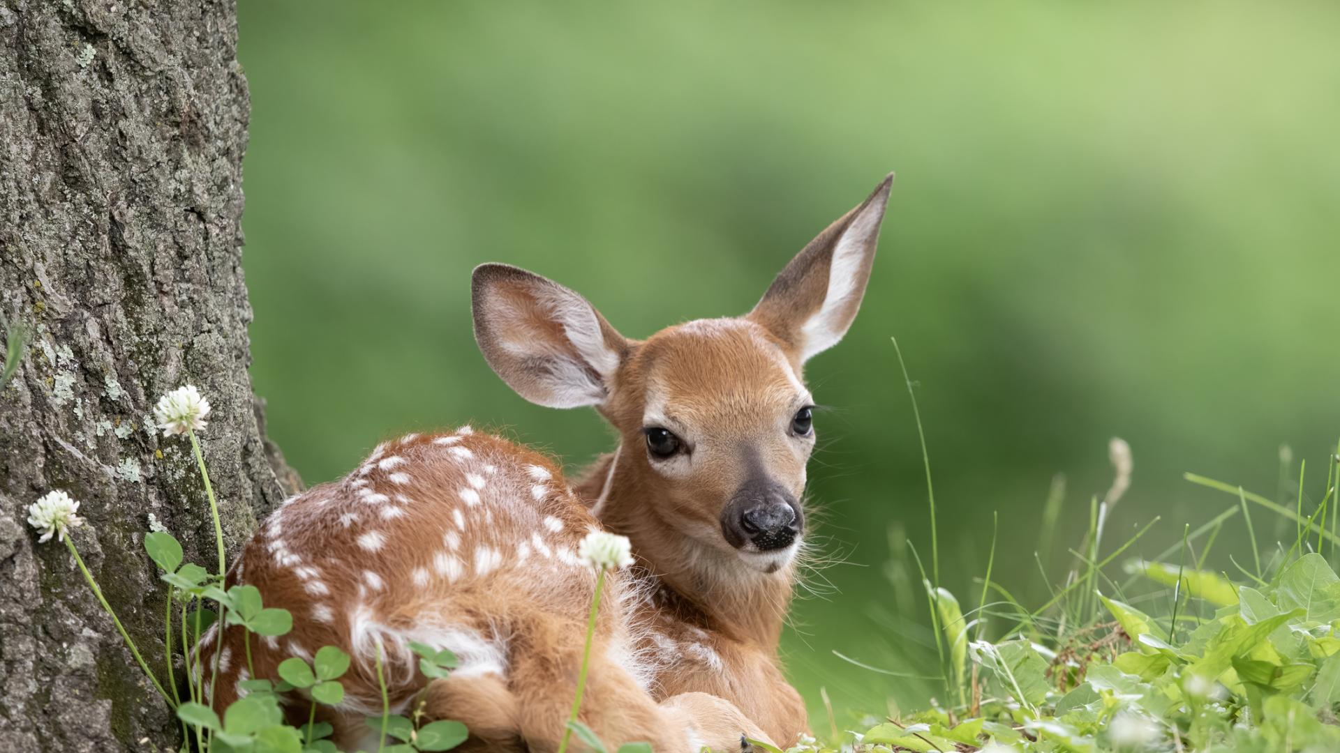 Еленче се роди на метри от варненския плаж (СНИМКА)|Телеграф