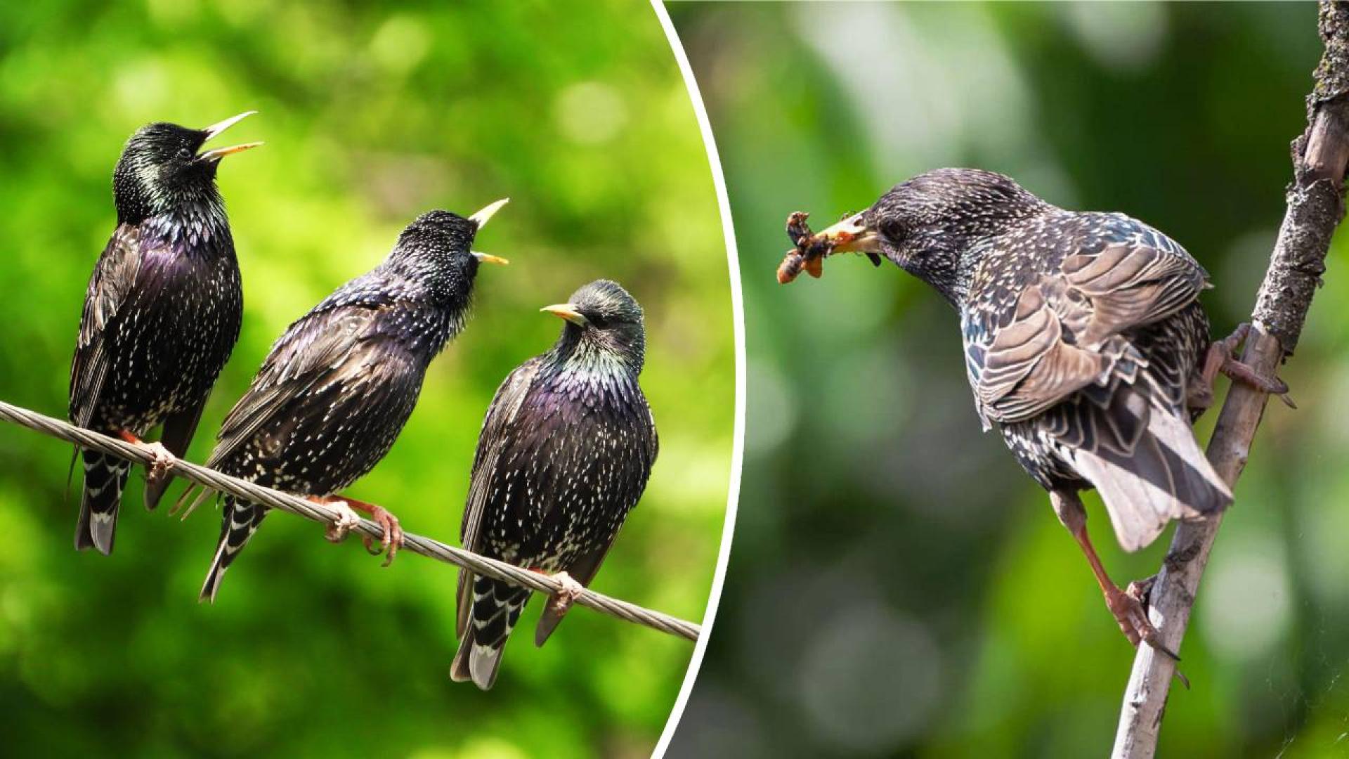 Необикновеният обикновен скорец|Телеграф