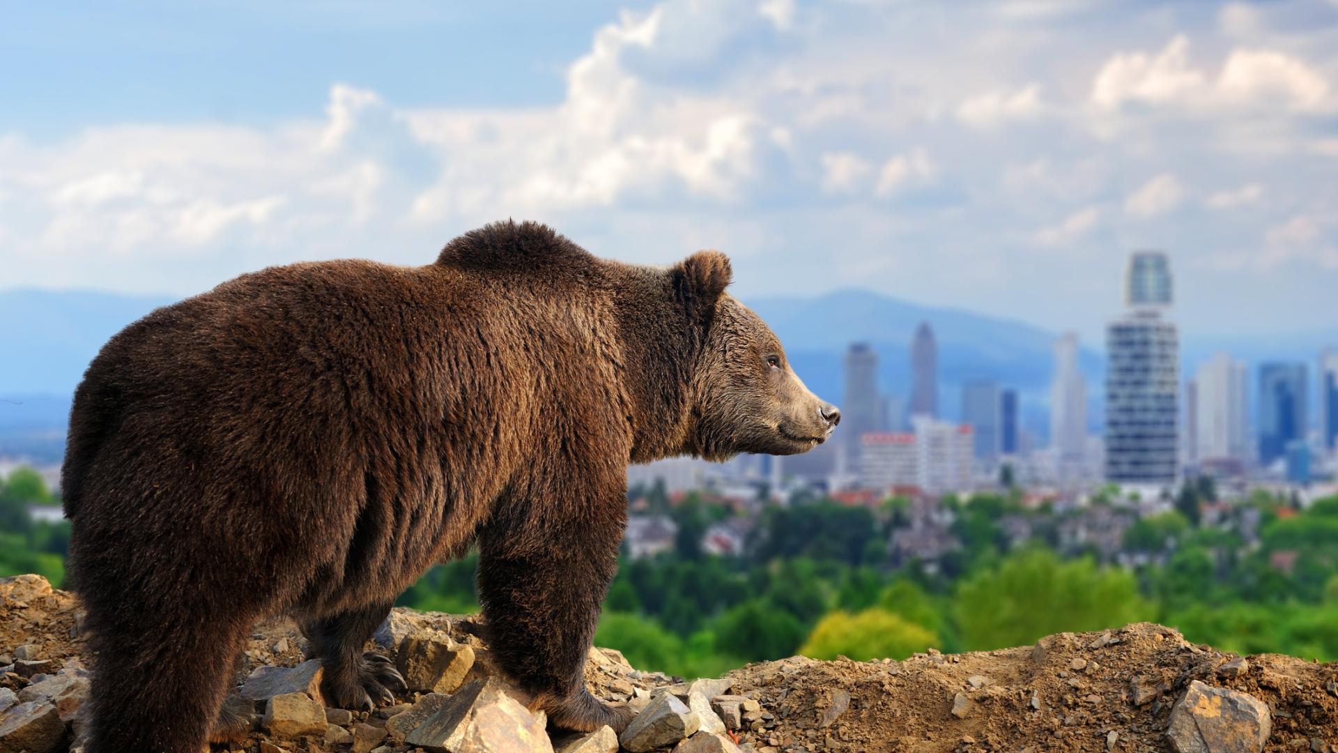ЗЕМЕДЕЛЦИ АЛАРМИРАТ: Мечки унищожават пчелини и земеделски площи ...