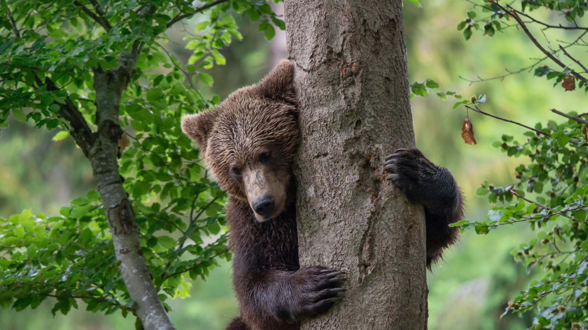 Паркът за мечки в Белица отвори врати|Телеграф