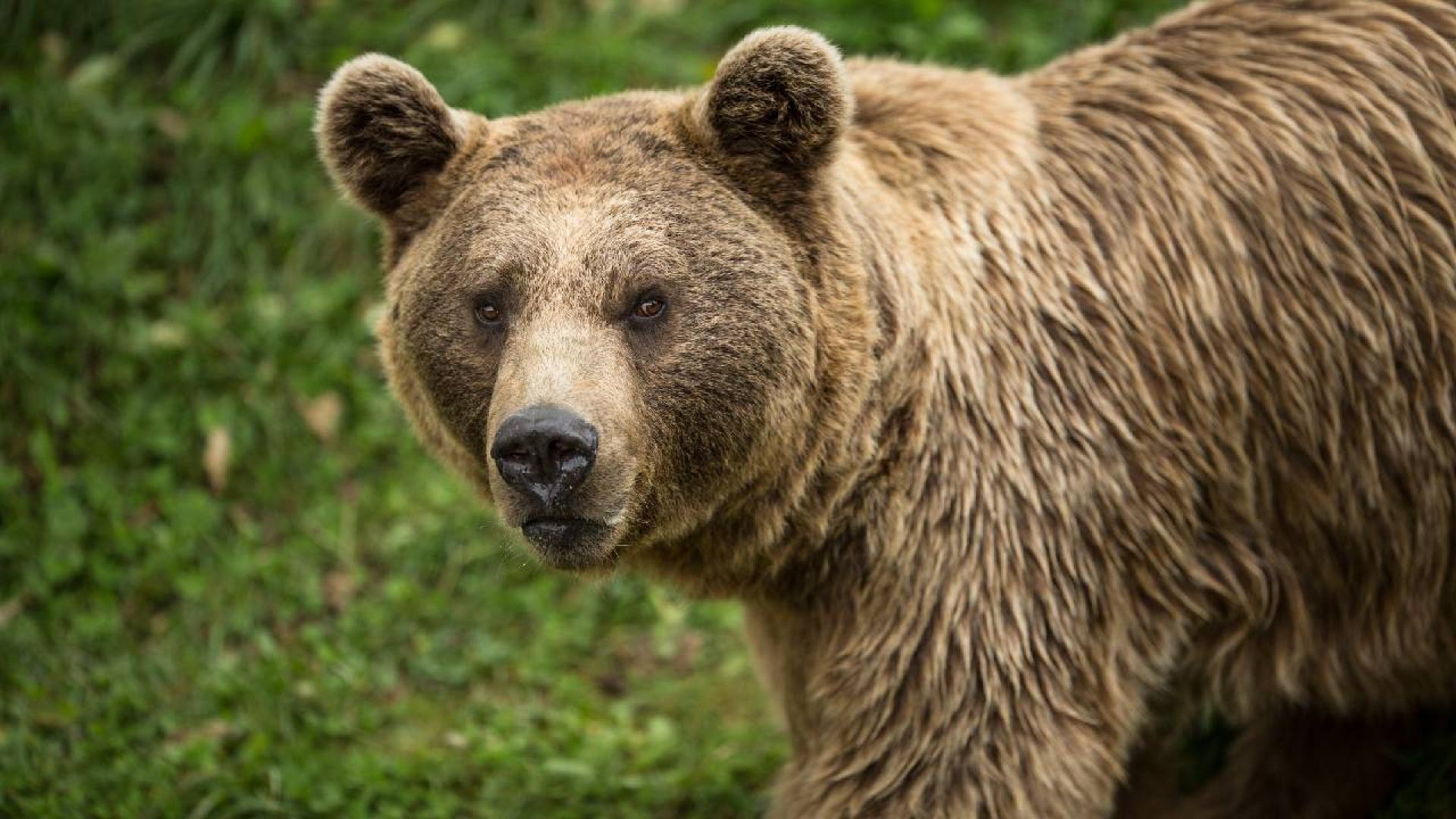 ЕКШЪН В ГОРАТА: Мечка с малко нападна мъж!|Телеграф