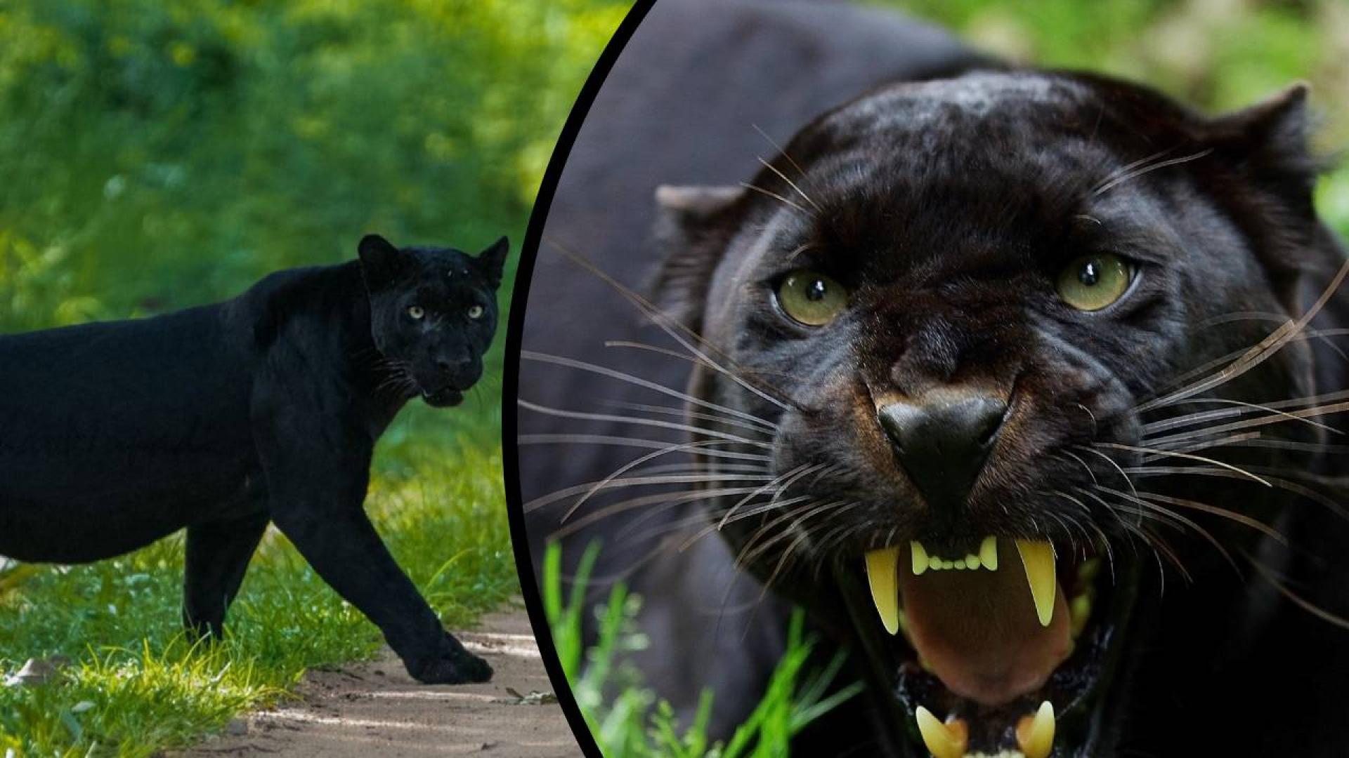 ВНИМАНИЕ: Черният леопард смени града!|Телеграф