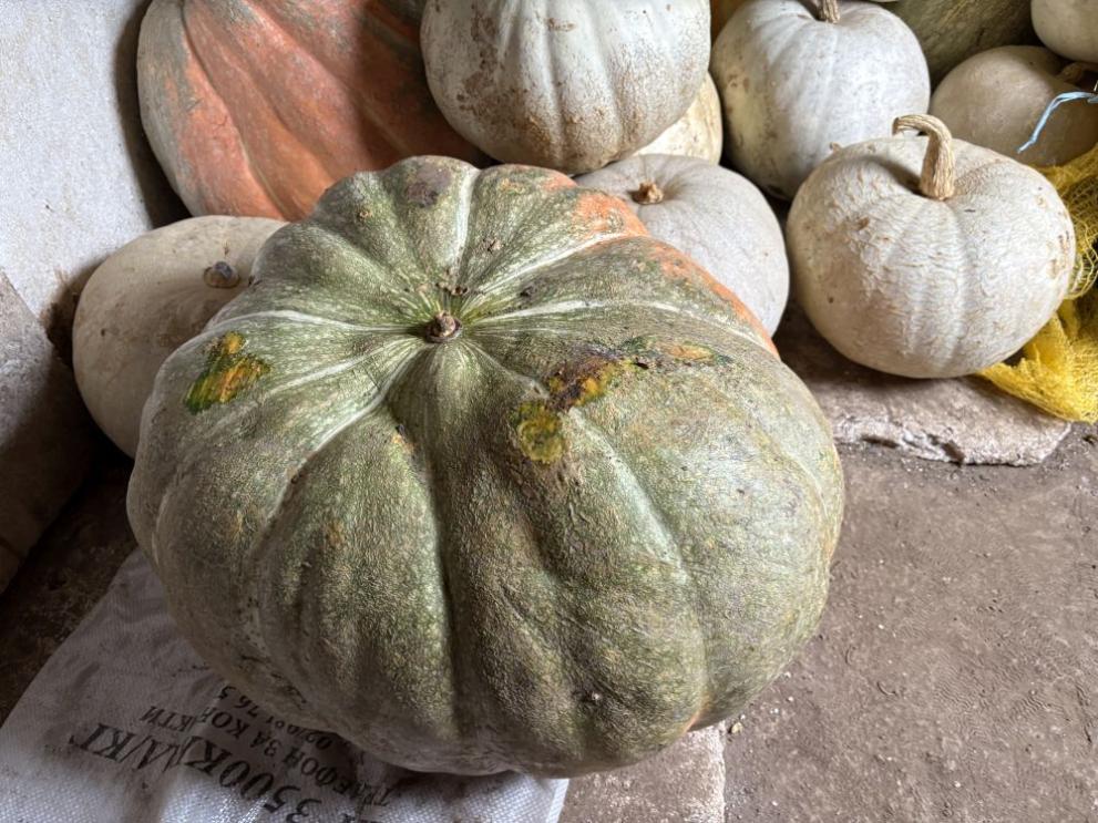 Реколта-чудо: Гигантски тикви се превърнаха в атракция в Самоков (СНИМКИ)|DarikNews.bg