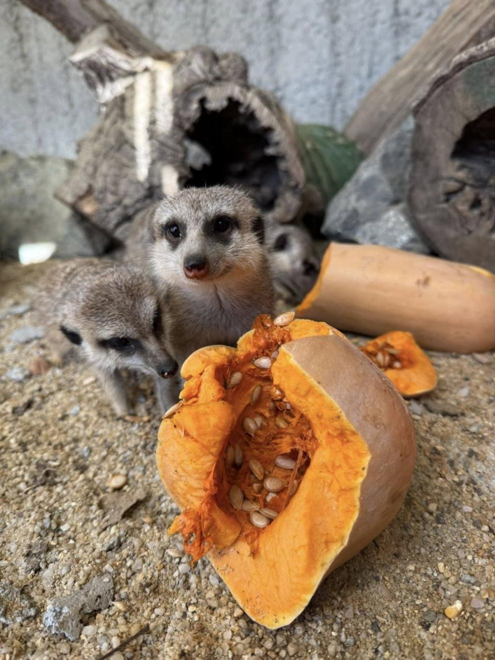Парти за Хелоуин: Сладко, празнично и тиквено за животните в зоопарка в ...
