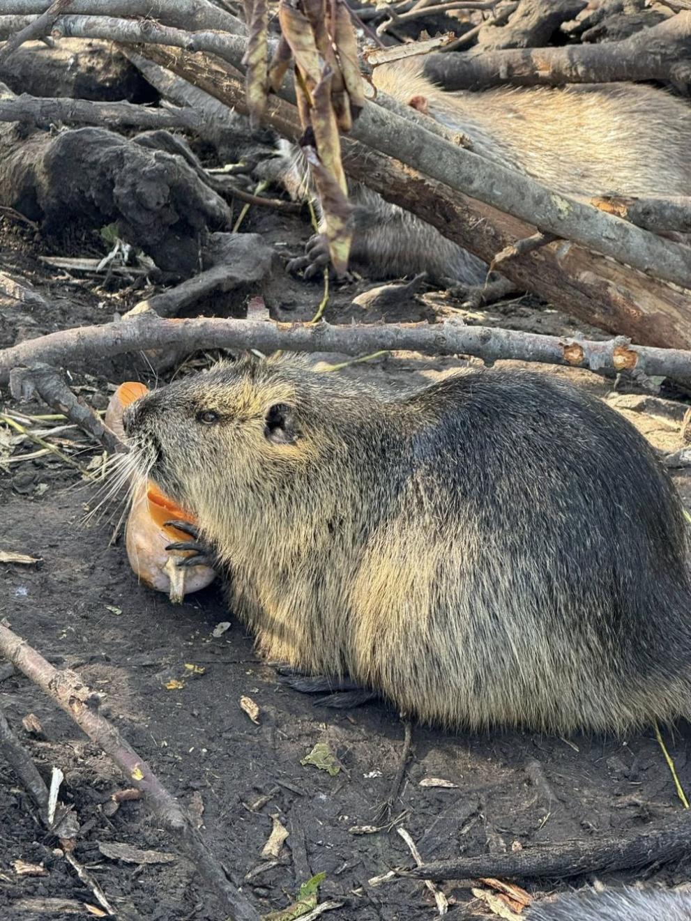 Парти за Хелоуин: Сладко, празнично и тиквено за животните в зоопарка в ...