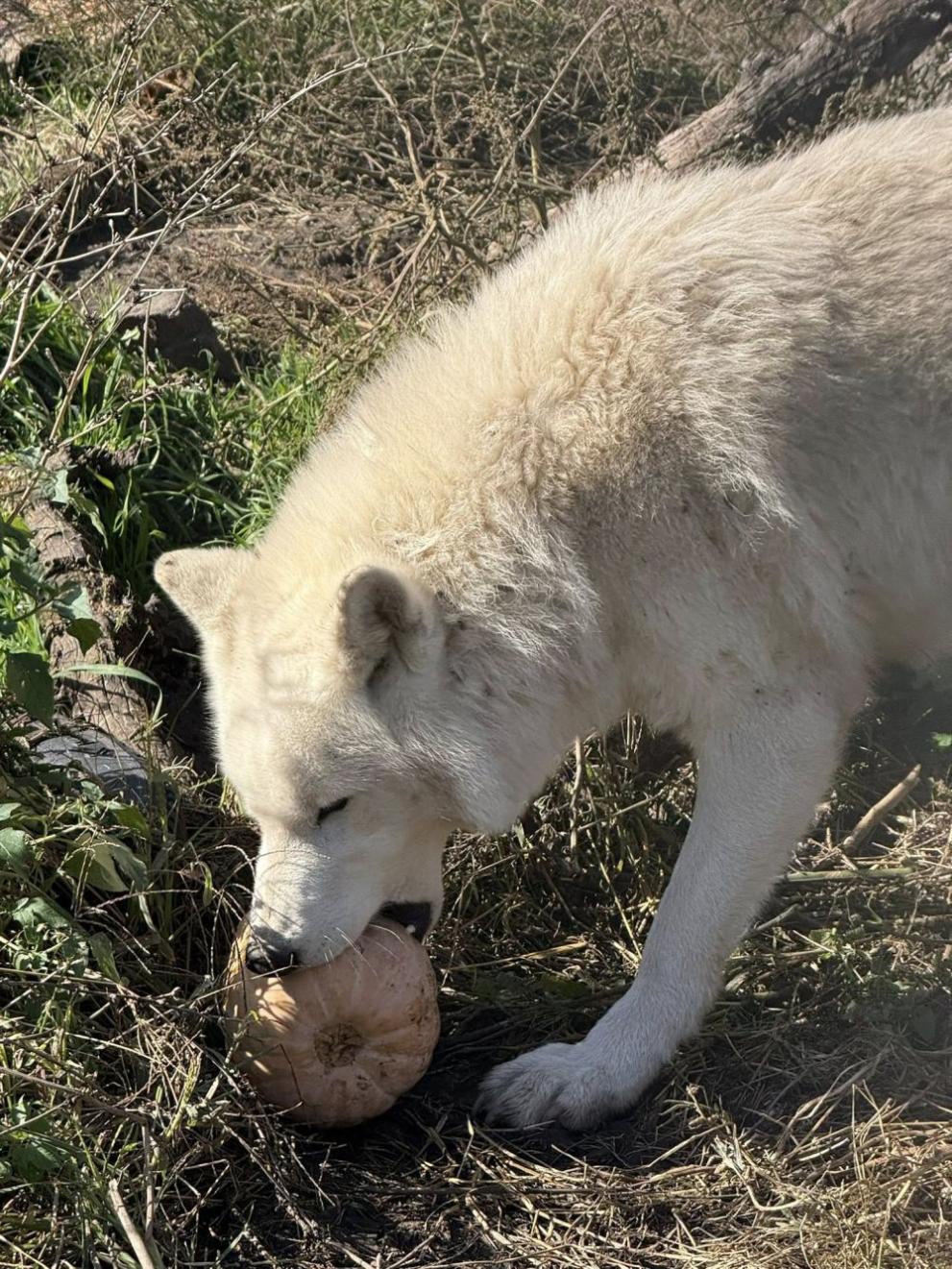 Парти за Хелоуин: Сладко, празнично и тиквено за животните в зоопарка в ...