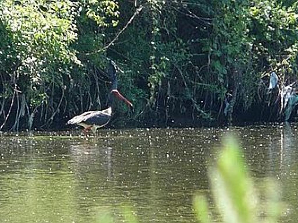 Рядък вид черни щъркели гнездят в наше село - Новини - Vesti.bg